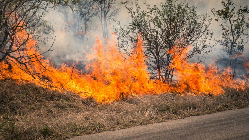 Application Period Now Open for Community Wildfire Defense Grant ...